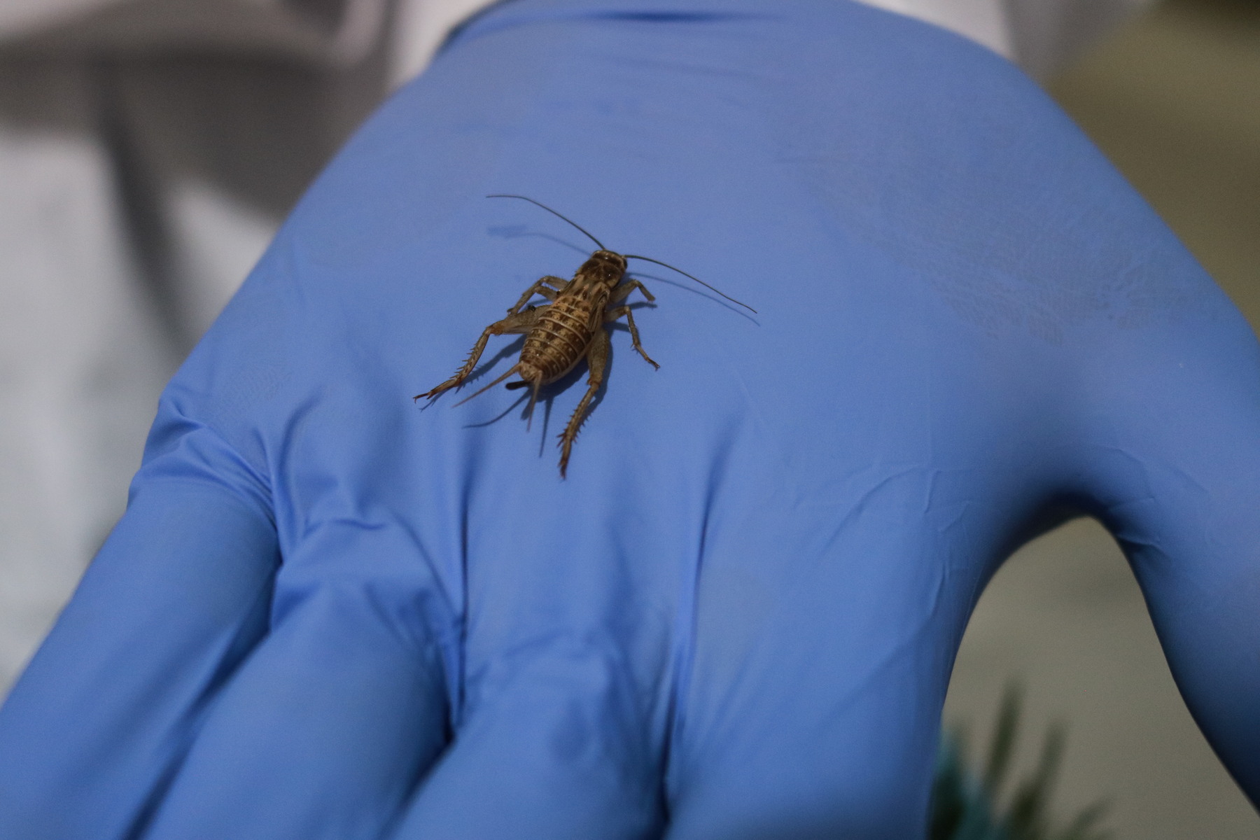 Insects as Future Protein Sources? Amino Acid Analysis Insights ...