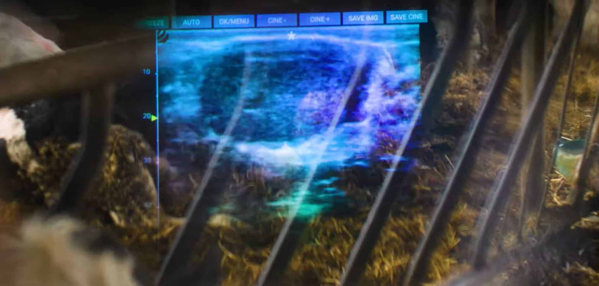 iLens Wireless Goggles for Precision in Animal Ultrasounds ...