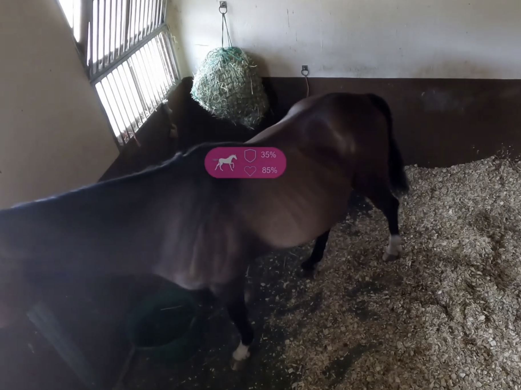 Vet Vision AI To Improve Animal Welfare - MedicalExpo e-Magazine